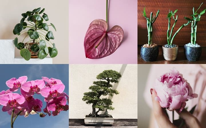 Enhance Your Luck With These Auspicious Must-Haves For The Home | Metro ...
