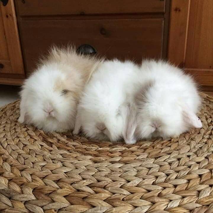 Pet of the Week: 3 Adorable Bunny Breeds You Need To Know About | Metro ...