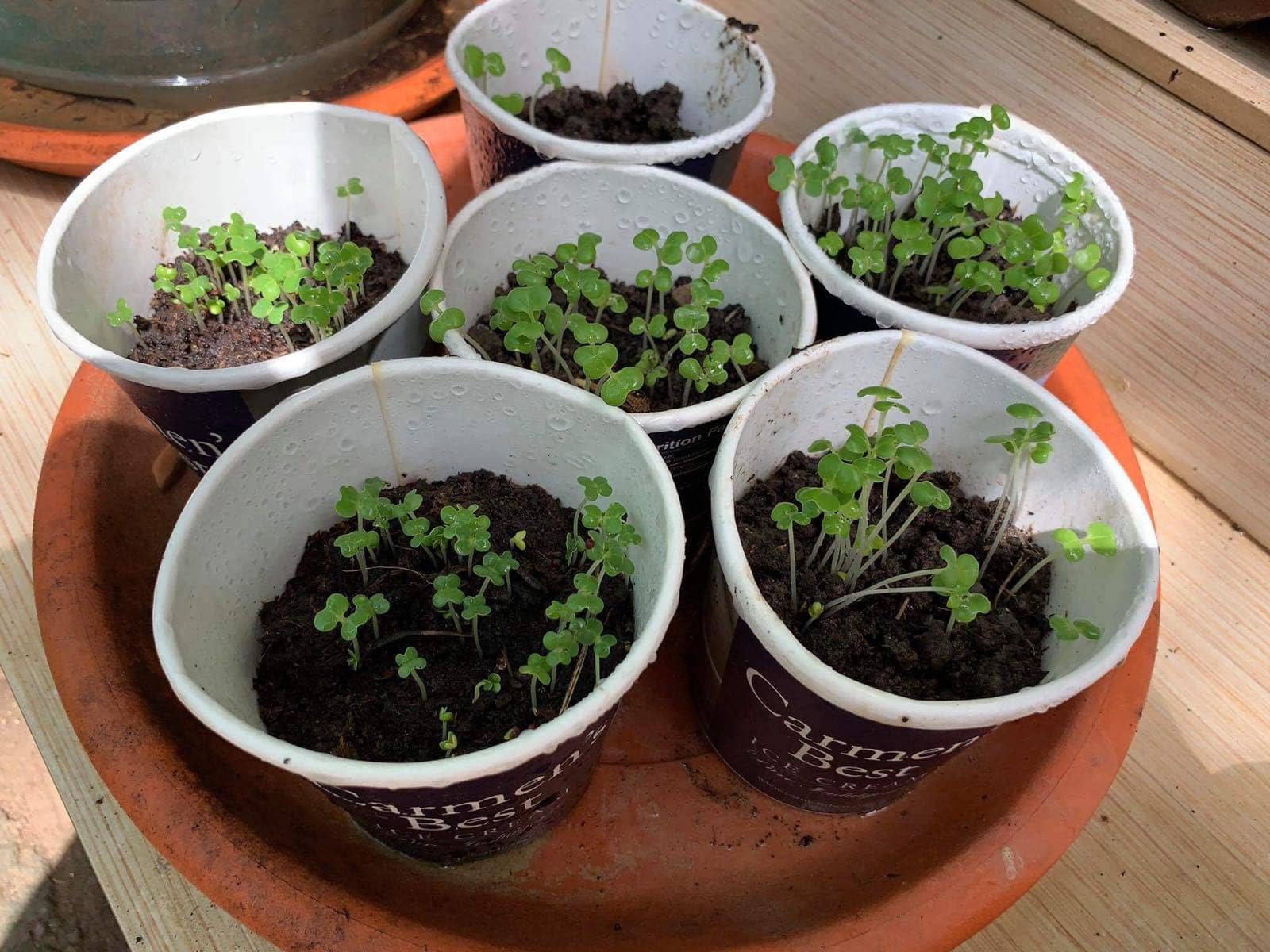 The Metro Green Thumb Club: Paco Magsaysay Transforms His Home's Free ...