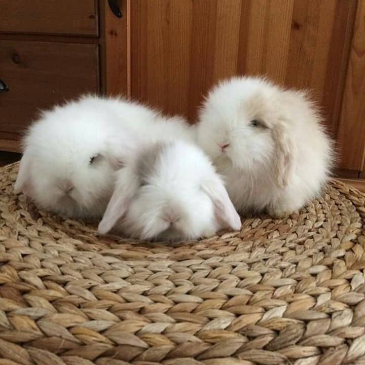 Pet of the Week: 3 Adorable Bunny Breeds You Need To Know About | Metro ...