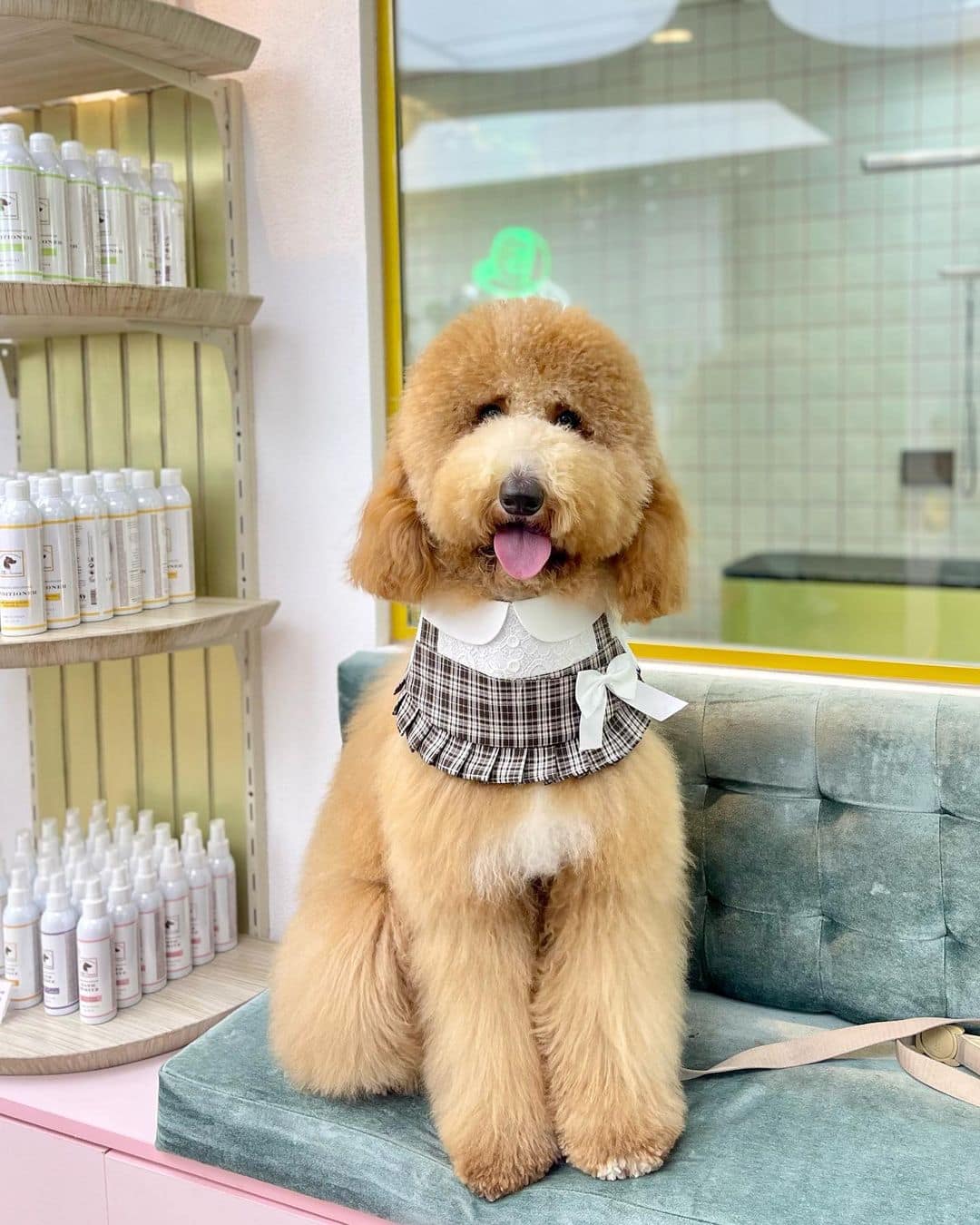 These Giant Poodles Have Found A New Home With Their Celebrity Parents ...