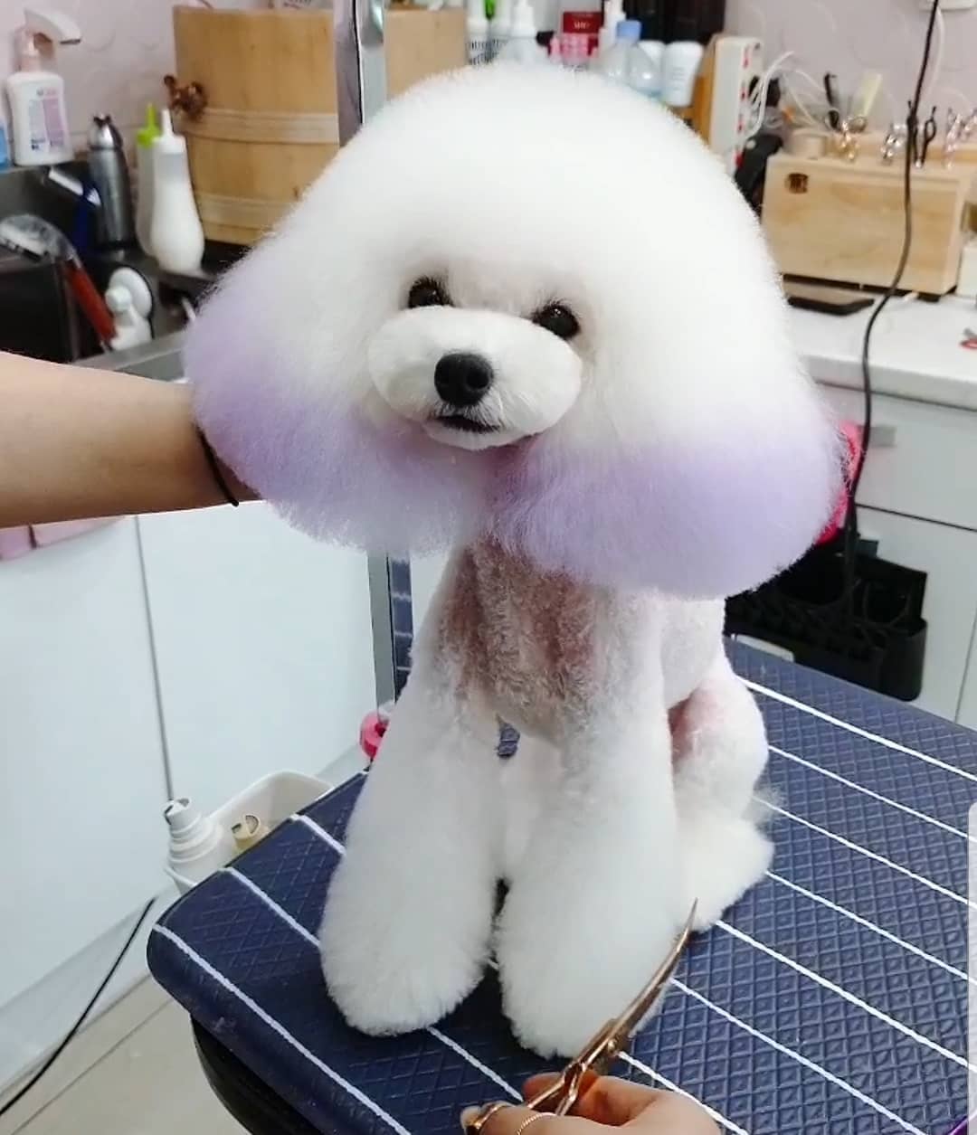 7 Grooming Styles For Your Dog’s New Look | Metro.Style