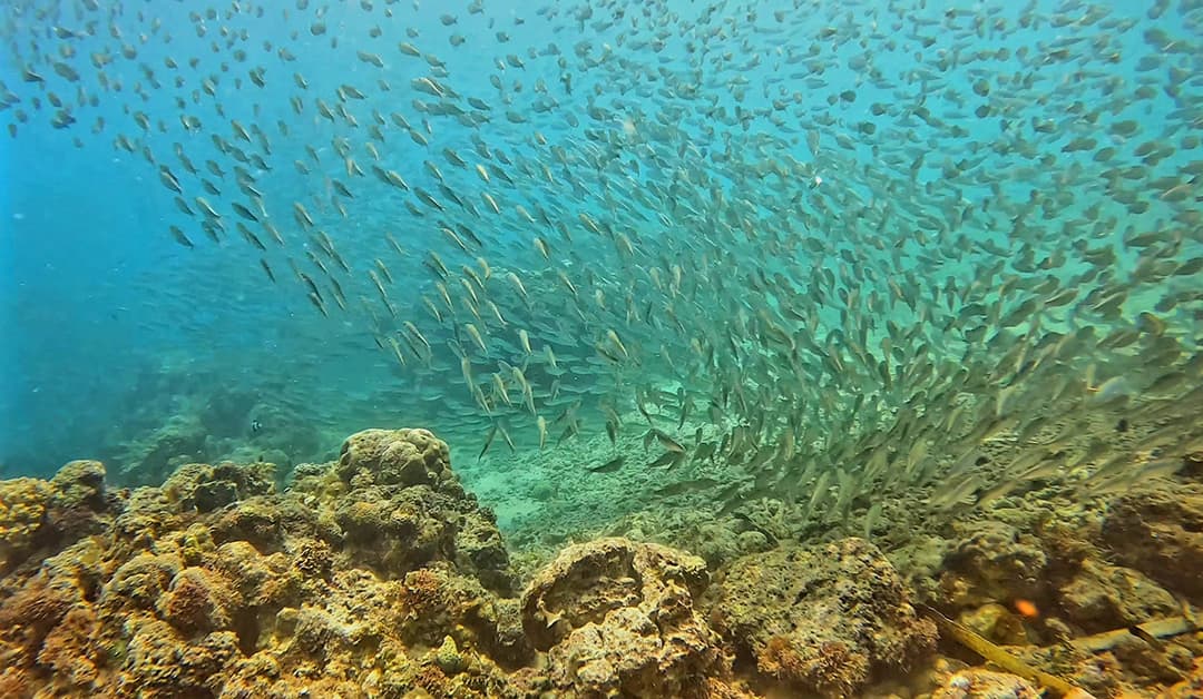 This Dive Resort's Green Practices Keep Moalboal's Waters Vividly Blue ...